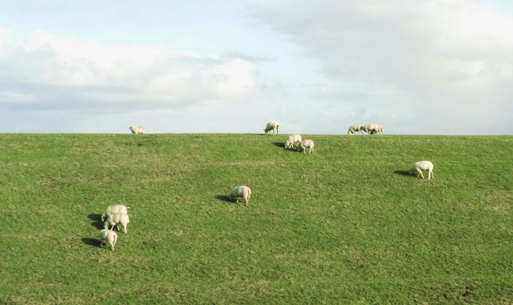 De duurzame Brede Groene Dijk - Portfolio | Sweco